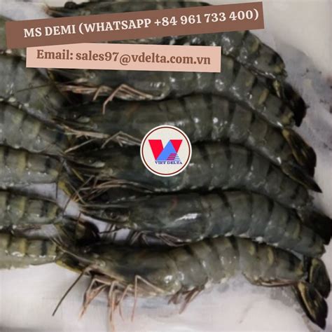 Detail Udang Harimau Hitam Koleksi Nomer 12