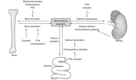 Hormonal Regulation Of Plasma Calcium Blood Calcium Is Regulated Download Scientific Diagram