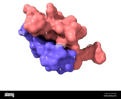 Bovine Insulin 3d Model Of The Heterodimer Quaternary Structure Chains A And B White