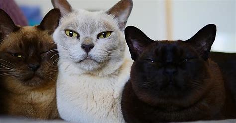 the burmese club plotting their evil imgur
