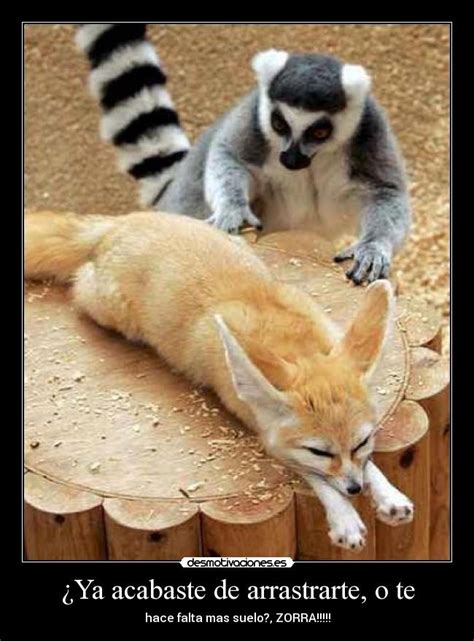Im Genes Y Carteles De Zorra Pag Desmotivaciones