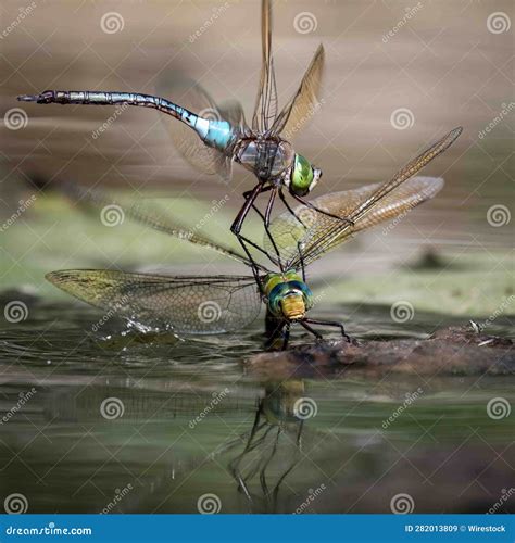 View Of Dragonfly Mating On Water Stock Image Image Of Serene Unity