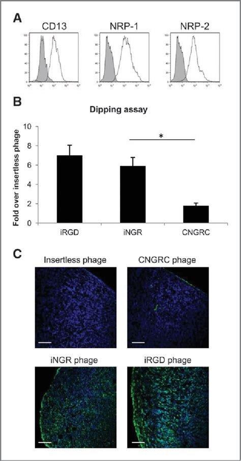 Figure 1 From De Novo Design Of A Tumor Penetrating Peptide Semantic