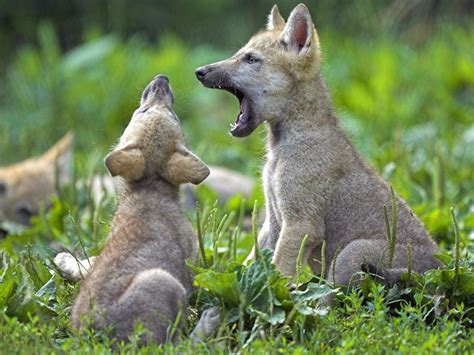Wolf Cub Wallpaper For Computer Wallpapersafari