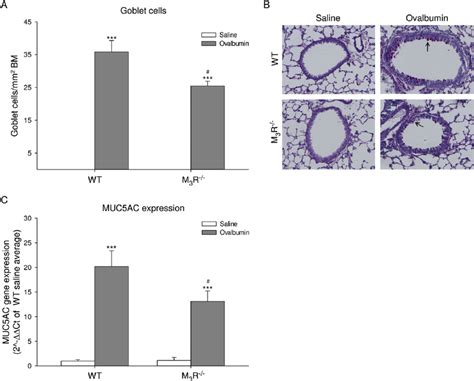 Effect Of Ova Challenge On Goblet Cell Metaplasia In The Airways Of