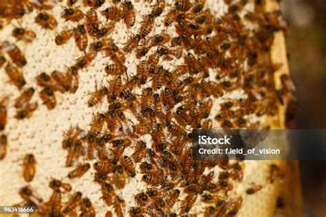 개인 농장 농장 농촌 호주에서 만드는 꿀 일 벌 상자 하이브에 꿀벌 유지 0명에 대한 스톡 사진 및 기타 이미지 0명