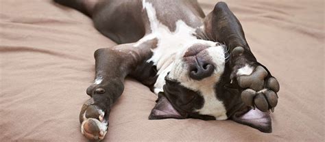 Why Do Some Dogs Sleep On Their Backs Tailzzz