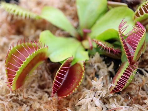 ハエトリグサの栽培教室（810開催）｜ 高知県立牧野植物園 The Kochi Prefectural Makino Botanical