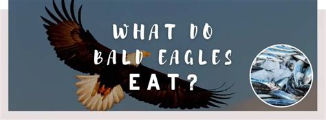 What Do Bald Eagles Eat Know Their Diet