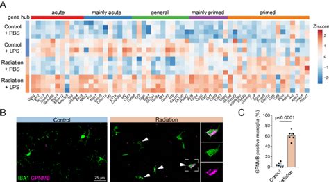 Transcriptional And Protein Validation Of Radiation Associated