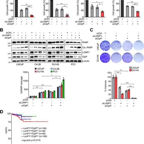 Clpp And Lonp1 Cooperatively Modulate Shmt2 Folding A C Lncap And Du145 Download Scientific