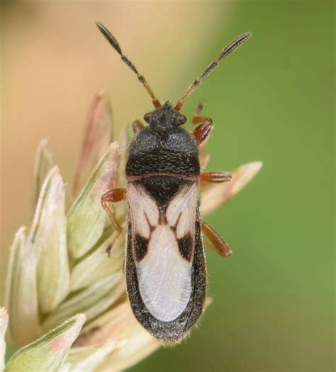 Chinch Bug Treatment How To Get Rid Of Chinch Bugs Baton Rouge Sod