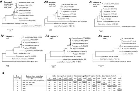 Comparison Of The Tree Topologies Inferred From The Various Single And