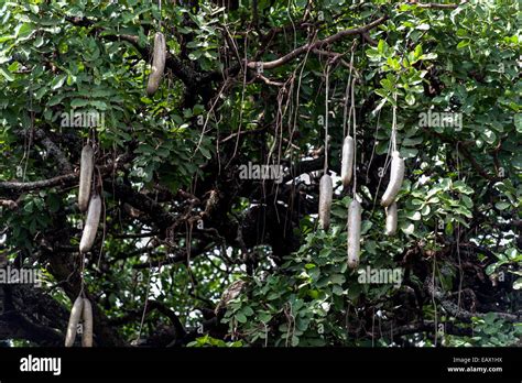 Long Seed Pods Hi Res Stock Photography And Images Alamy