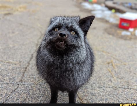 Tfmmuttias Memes Best Collection Of Funny Tfmmuttias Pictures On Ifunny