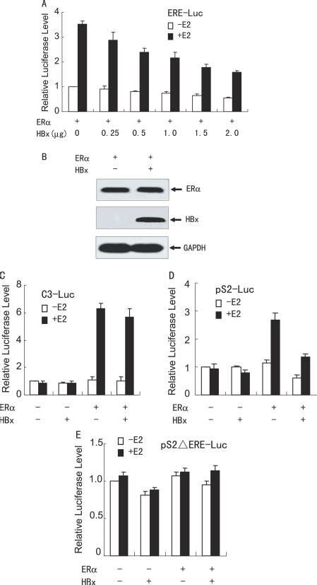 Hbx Inhibits Erα Mediated Transactivation Function In Hepatoma Cells