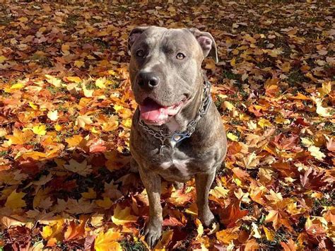 11 Things You Should Know About The Cane Corso Pitbull Mix