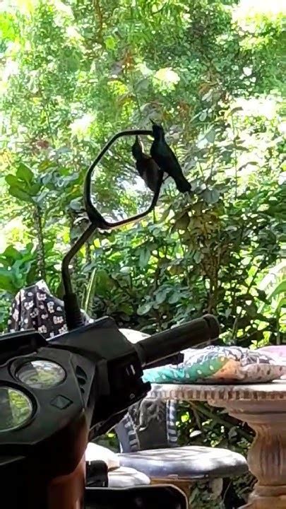 පැණි කුරුල්ලා Youtube