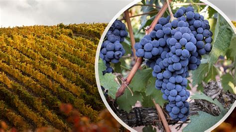 Unveiling the untold story: Tempranillo vs Garnacha - New Day Wine
