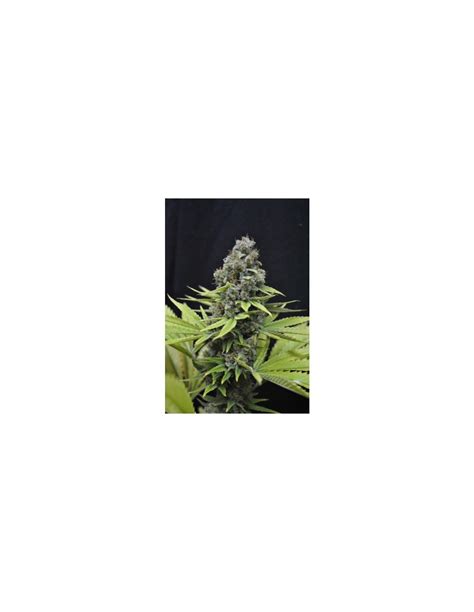 Buy Cbd Shark From Cbd Crew Oaseeds