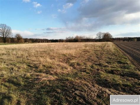 Działka Ogrodzisko bez pośrednika 5000 m2