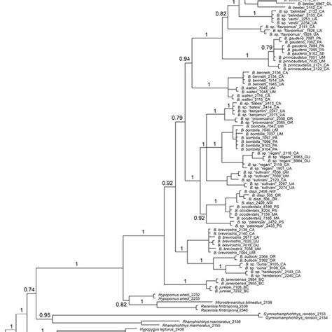 Bayesian Inference Phylogeny For Brachyhypopomus Based On Download