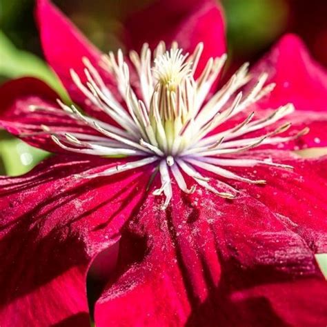Clematis Red Passion 2l Coolings Garden Centre