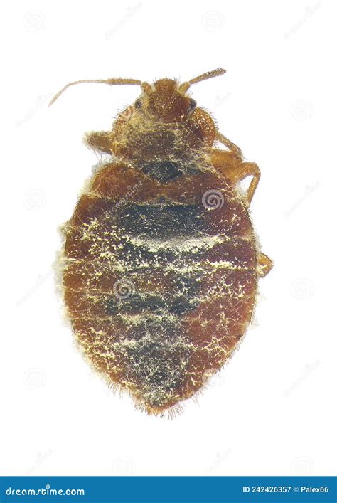 Bedbug Cimex Lectularius Concept Of Microbial Control Of Insects