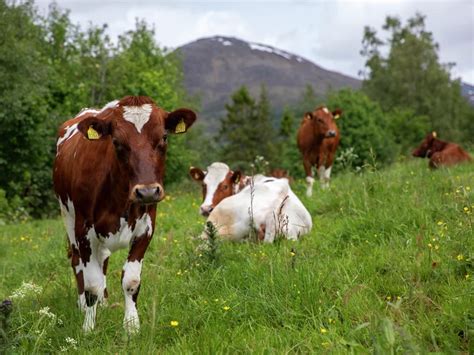Tiltak for å redusere klimagasser fra landbruket Artikler Matprat