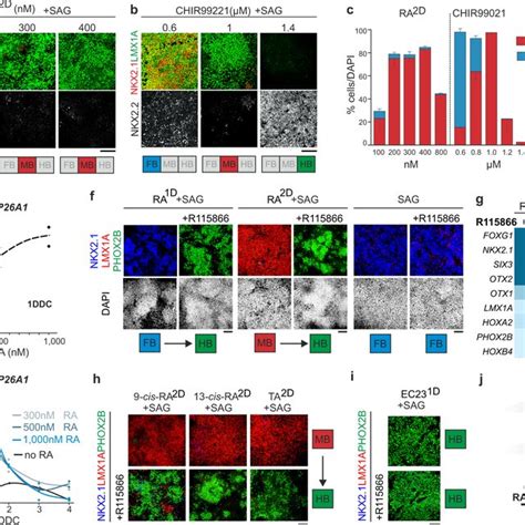 A Ra Cyp26 Regulatory Loop Is Central For Robust Ra Mediated Patterning