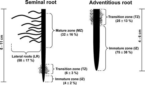 Scheme Of A Seminal And Adventitious Root Of A 14 To 17 D Old Barley