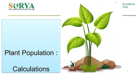 Seed Rate Calculation Ppt
