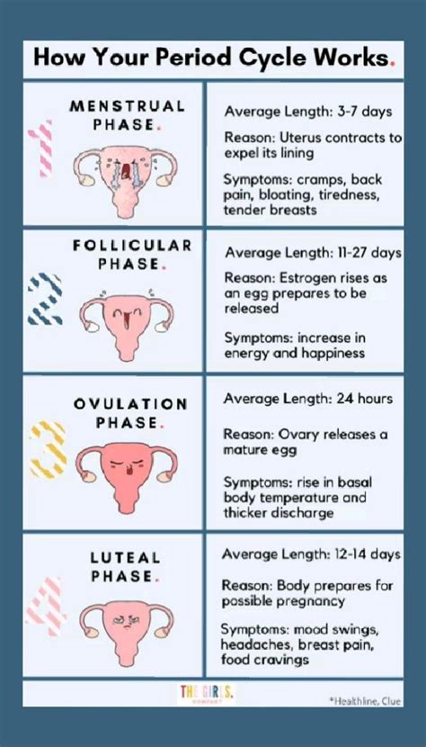The Human Reproductive System Artofit