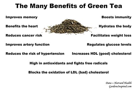 Gardens Inspired The Many Benefits Of Green Tea