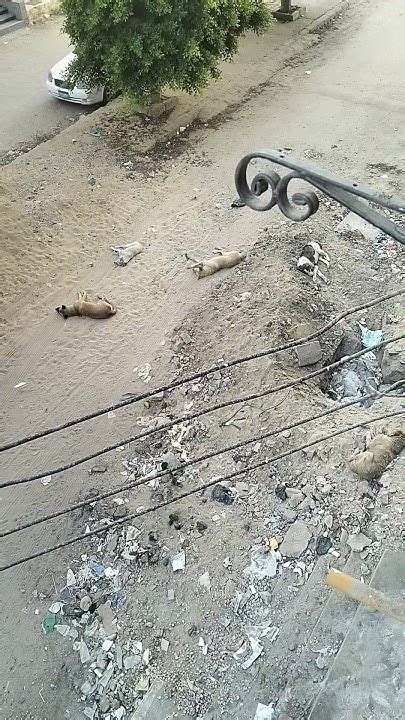 مواطن يضع سم للكلاب منه لله Love Like اكسبلور ترند Egypt Art Youtube