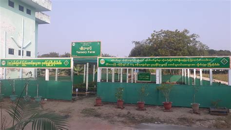 စစ်ကိုင်းတိုင်းဒေသကြီး အဓိကသီးနှံများ ပန်းတိုင်အထွက်နှုန်းရရှိရေးနှင့