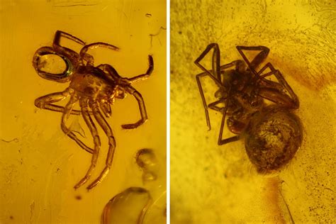 Two Detailed Fossil Spiders Araneae In Baltic Amber 139029 For Sale