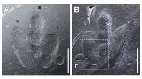Intricate Skin Impressions Still Visible On ‘exquisitely Preserved