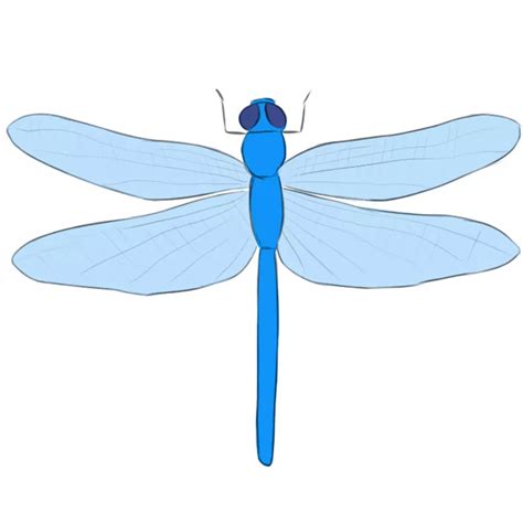 Dragonfly Drawing Images