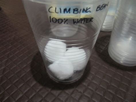 The Experiment Aim Hypothesis And Method Year 10 Science Investigation