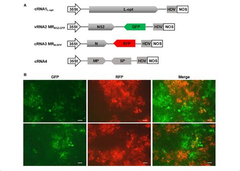 A Four Component System Capable Of Autonomous Replication And