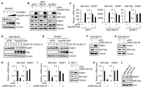 Rnf144a Promotes The Proteasomal Degradation Of Parp1 A Hek293t
