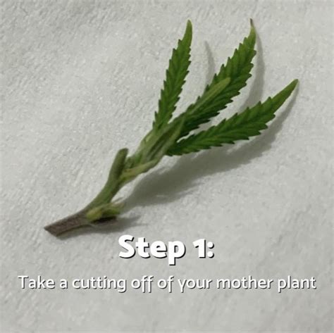 Tissue Cloning Tutorial Rcannabiscultivation