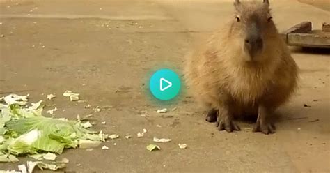 An Unexpected Interruption During Lunch  On Imgur