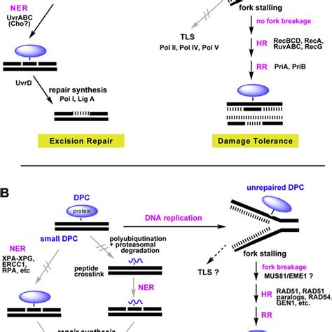 Models Of The Bacterial And Eukaryotic Replication Forks Running Into Download Scientific