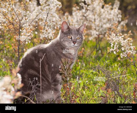 Blue Tabby Cat Out In Sunshine With White Wildflower Background Stock
