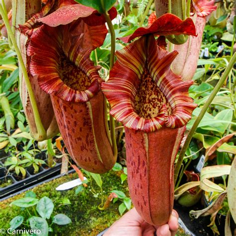 Nepenthes Song Of Melancholy X Lowii X Veitchii X Boschiana White