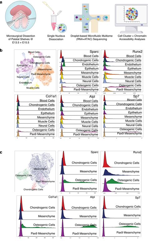 Single Nucleus Rna Seq Validation Of Osteogenic Transcriptional