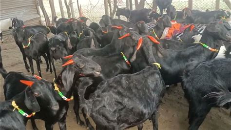 Osmanabadi Goat For Sell9561852106 Youtube