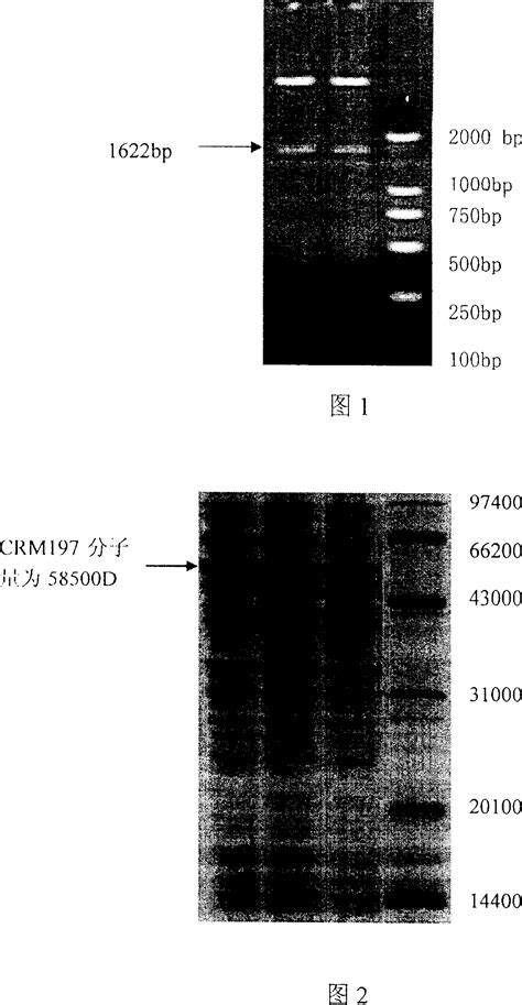 Diphtheria Toxin Muton Crm197 And Its Preparation Process Eureka